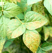 Brown Spot (Septoria Leaf Spot) | Plant Disease Diagnostics Clinic